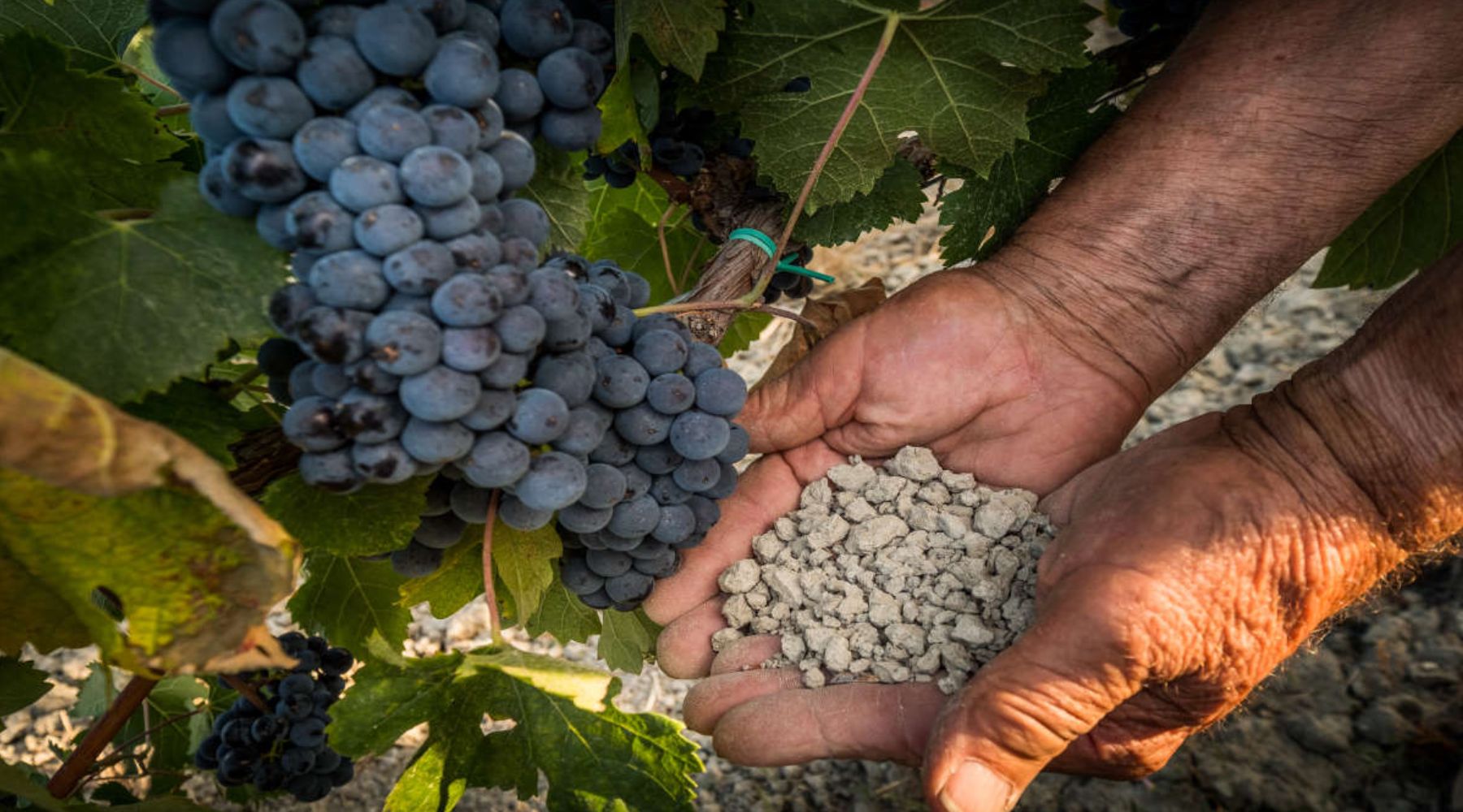 How does the climate and soil affect the taste of wine?